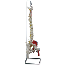 Altay® Deluxe Flexible Human Vertebral Column Skeleton | Carolina ...