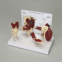 GPI Anatomicals® Miniature Muscled Joint Set | Carolina Biological Supply