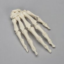 Somso® Skeletal Hand | Carolina Biological Supply