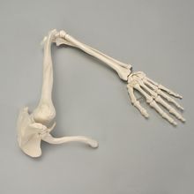 Altay Human Arm Skeleton with Scapula and Clavicle | Carolina ...