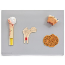 Human Bone Structures Model | Carolina Biological Supply