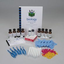Inquiries in Science®: Cycling Through Mitosis Kit | Carolina ...
