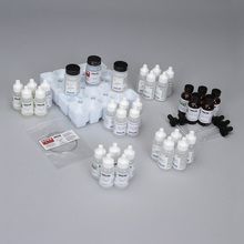 Interpreting the Periodic Table Kit Refill | Carolina Biological Supply