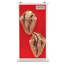 Bisected Mammal Heart Biosmount™ | Carolina Biological Supply