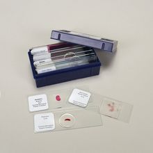 Plants and Animals Elementary Microscope Slide Set | Carolina ...