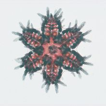 Life in the Sea Microscope Slide Set | Carolina Biological Supply