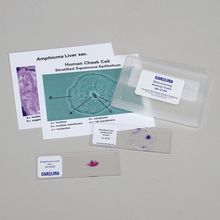 Discovering Animal Cells Self-Study Unit, Microscope Slide Set ...