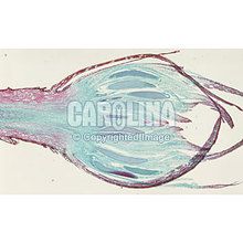 Beginner's Moss Life Cycle Microscope Slide Set | Carolina Biological ...
