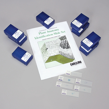 Plant Anatomy Identification Microscope Slide Sets | Carolina ...