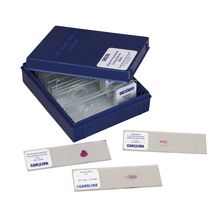 Beginner's Invertebrate Zoology Microscope Slide Set | Carolina ...