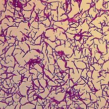 Bacillus megaterium (Typical Bacillus), w.m. Microscope Slide ...