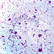 Stagnant Water Bacteria, w.m., Microscope Slide | Carolina Biological ...