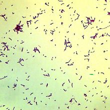 Bacillus cereus, w.m. Microscope Slide | Carolina Biological Supply