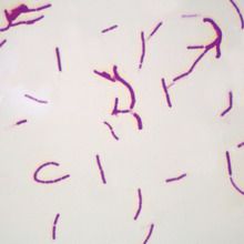 Bacillus subtilis, w.m. Microscope Slide | Carolina Biological Supply