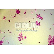 Clostridium Spores, w.m. Microscope Slide | Carolina Biological Supply