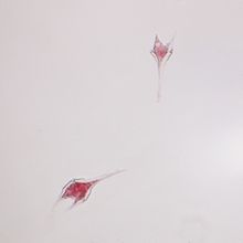 Ceratium, w.m. Microscope Slide | Carolina Biological Supply