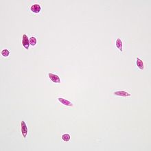 Euglena Slide, w.m. | Carolina Biological Supply