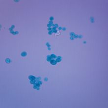 Chlorella, w.m. Microscope Slide | Carolina Biological Supply