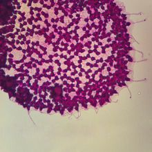 Volvox Flagella, w.m. Microscope Slide | Carolina Biological Supply
