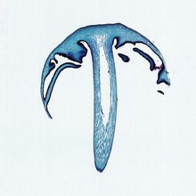 Coprinus Mushroom, l.s., 12 µm Microscope Slide | Carolina Biological ...