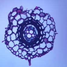 Fern Root, c.s., 12 µm Microscope Slide | Carolina Biological Supply