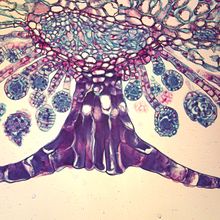 Fern Indusium, c.s., 12 µm Microscope Slide | Carolina Biological Supply