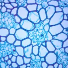 Lycopodium Stem, c.s., 12 µm Microscope Slide | Carolina Biological Supply