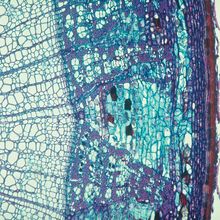 Cork Cells, c.s., 12 µm Microscope Slide | Carolina Biological Supply