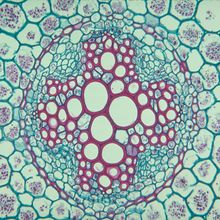 Compound Microscope Slides