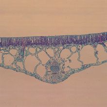 Water Lily Leaf, c.s., 12 µm Microscope Slide | Carolina Biological Supply