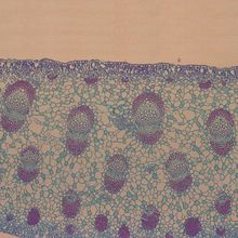 Yucca Leaf, c.s., 12 µm Microscope Slide | Carolina Biological Supply