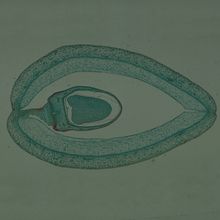 Bean Pod, c.s., 12 µm Microscope Slide | Carolina Biological Supply