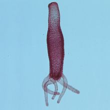 Hydra (Cnidarians) Microscope Slides | Carolina Biological Supply