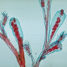 Obelia Diagram Labeled