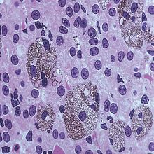 General Biology Microscope Slide Set | Carolina Biological Supply