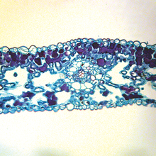 Ginkgo Leaf, c.s., 12 µm Microscope Slide | Carolina Biological Supply