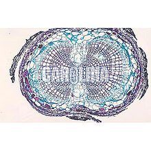 Pine Root, c.s., 12 µm Microscope Slide | Carolina Biological Supply