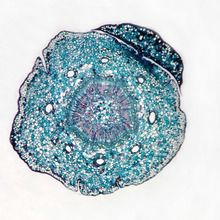 Pine Meristematic Stem, c.s., 12 µm Microscope Slide | Carolina ...