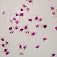 Pine Mature Pollen, w.m. Microscope Slide | Carolina Biological Supply