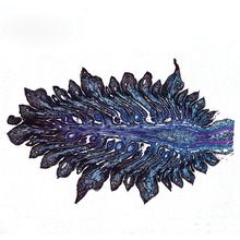 Pine Ovulate Cone, l.s., 12 µm Microscope Slide | Carolina Biological ...