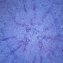 Carrot Taproot, c.s., 12 µm Microscope Slide | Carolina Biological Supply