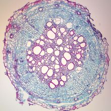 Sunflower Root, c.s., 12 µm Microscope Slide | Carolina Biological Supply