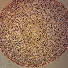 Onion Root Tip, c.s., 10 µm Microscope Slide | Carolina Biological Supply