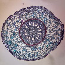 Smilax Root, c.s., 12 µm Microscope Slide | Carolina Biological Supply