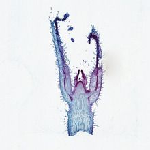 Coleus Stem Tip, l.s., 12 µm General Structure Microscope Slide ...