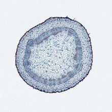 Geranium Older Stem, c.s., 12 µm Microscope Slide | Carolina Biological ...