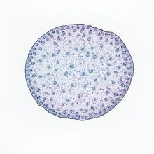 Corn Stem Microscope Slides, Monocot | Carolina Biological Supply