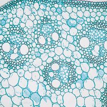 Beginner's Monocot Microscope Slide Set | Carolina Biological Supply