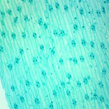 Monocot Leaf Epidermis, w.m., Onion Microscope Slide | Carolina Biological Supply