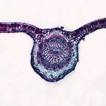 Maple Leaf, c.s., 12 µm Microscope Slide | Carolina Biological Supply